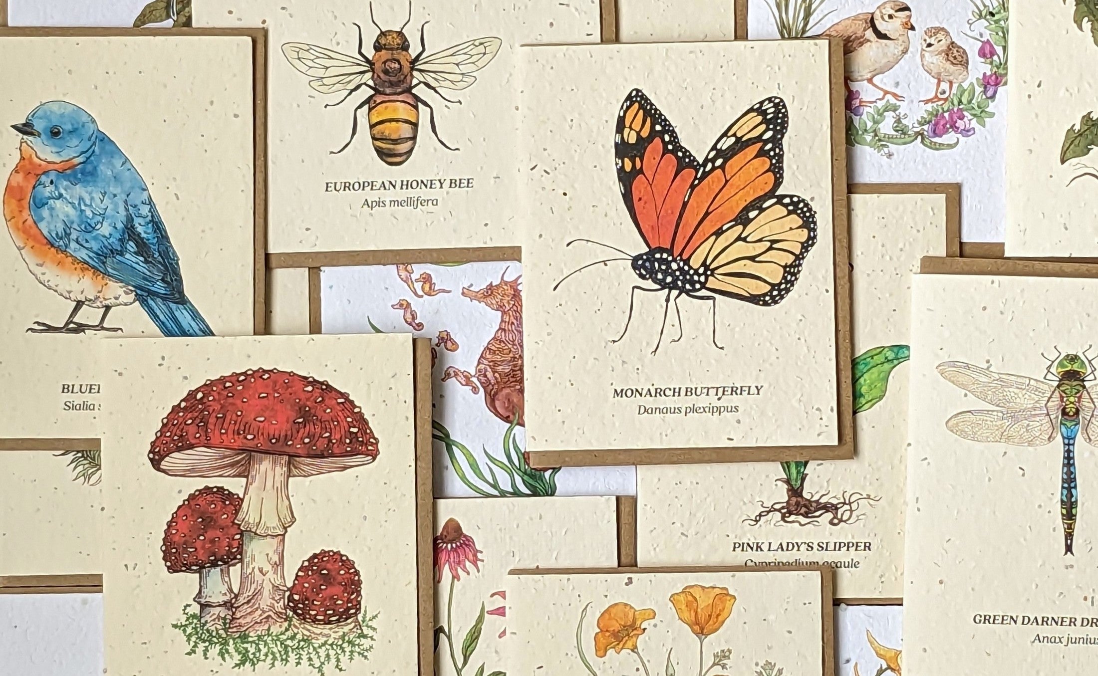 Artful Seed Cards | Send a Message that Grows – Small Victories