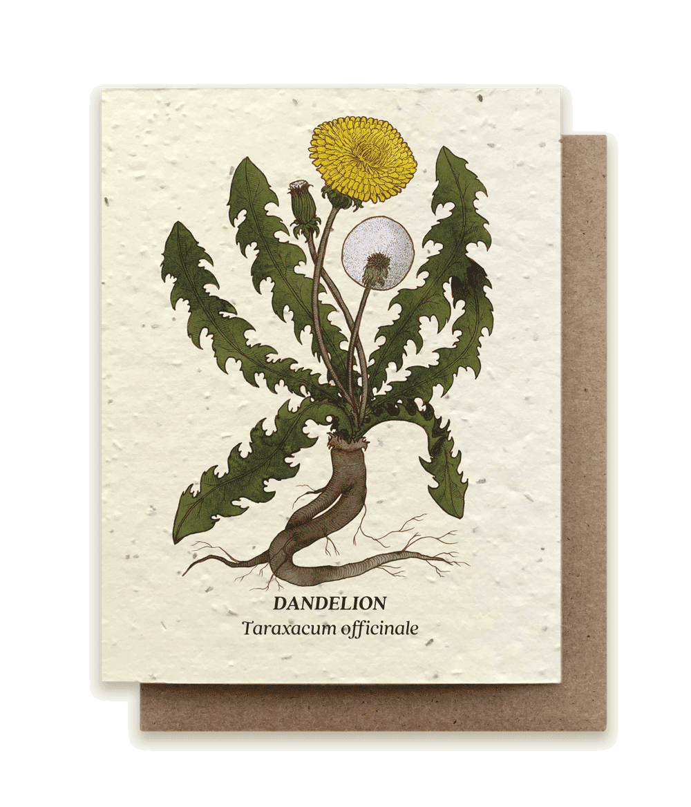 Dandelion - Plantable Wildflower Seed Card - Small Victories